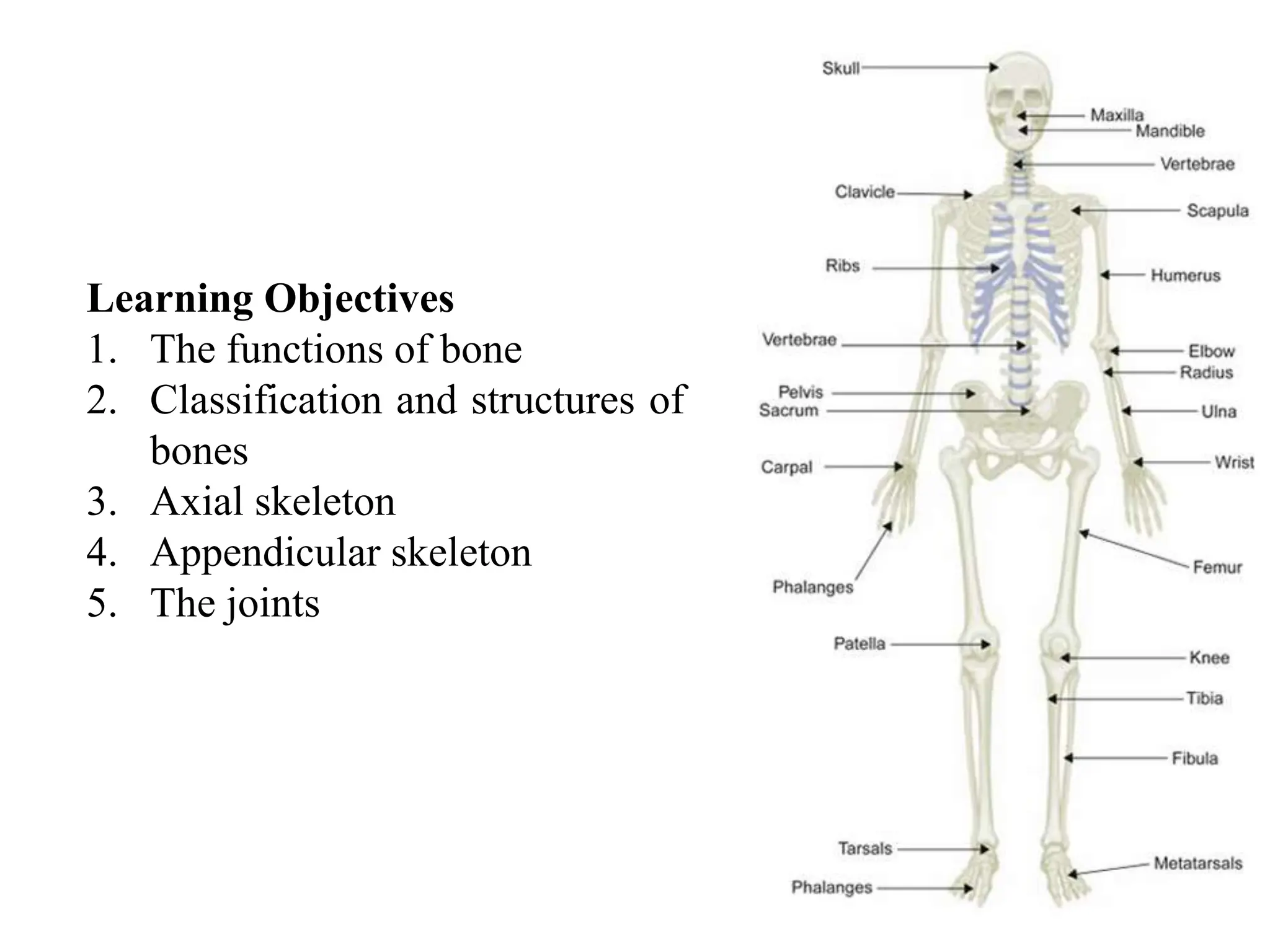 THE SKELETAL SYSTEM - The functions of bone Classification and ...