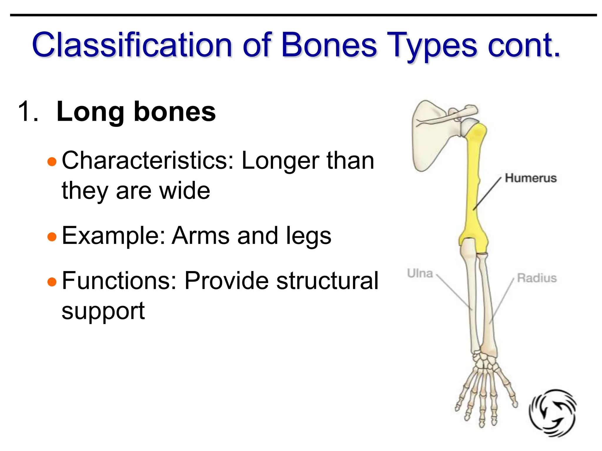 THE SKELETAL SYSTEM - The functions of bone Classification and structures of bones Axial ...