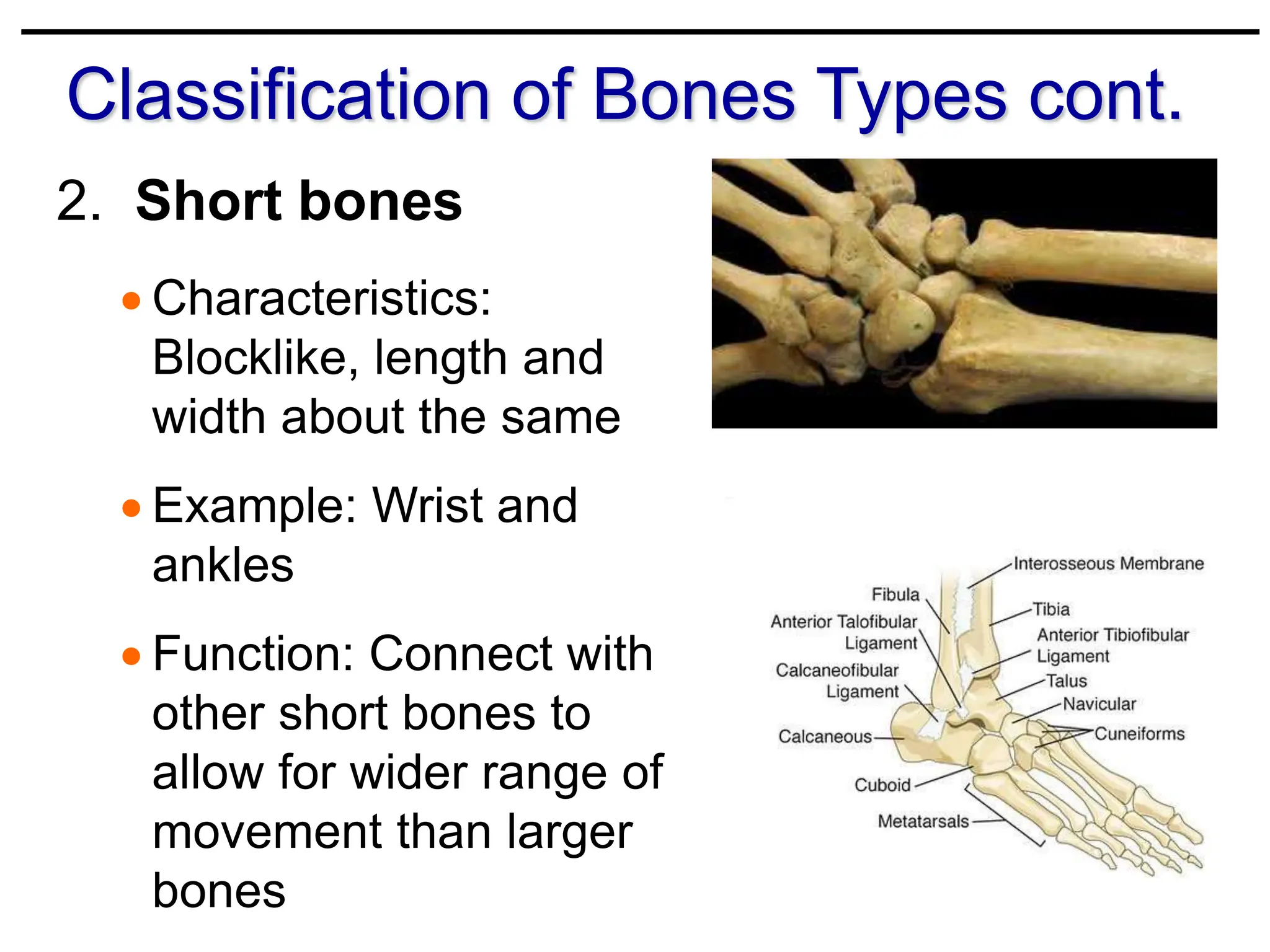 THE SKELETAL SYSTEM - The functions of bone Classification and ...