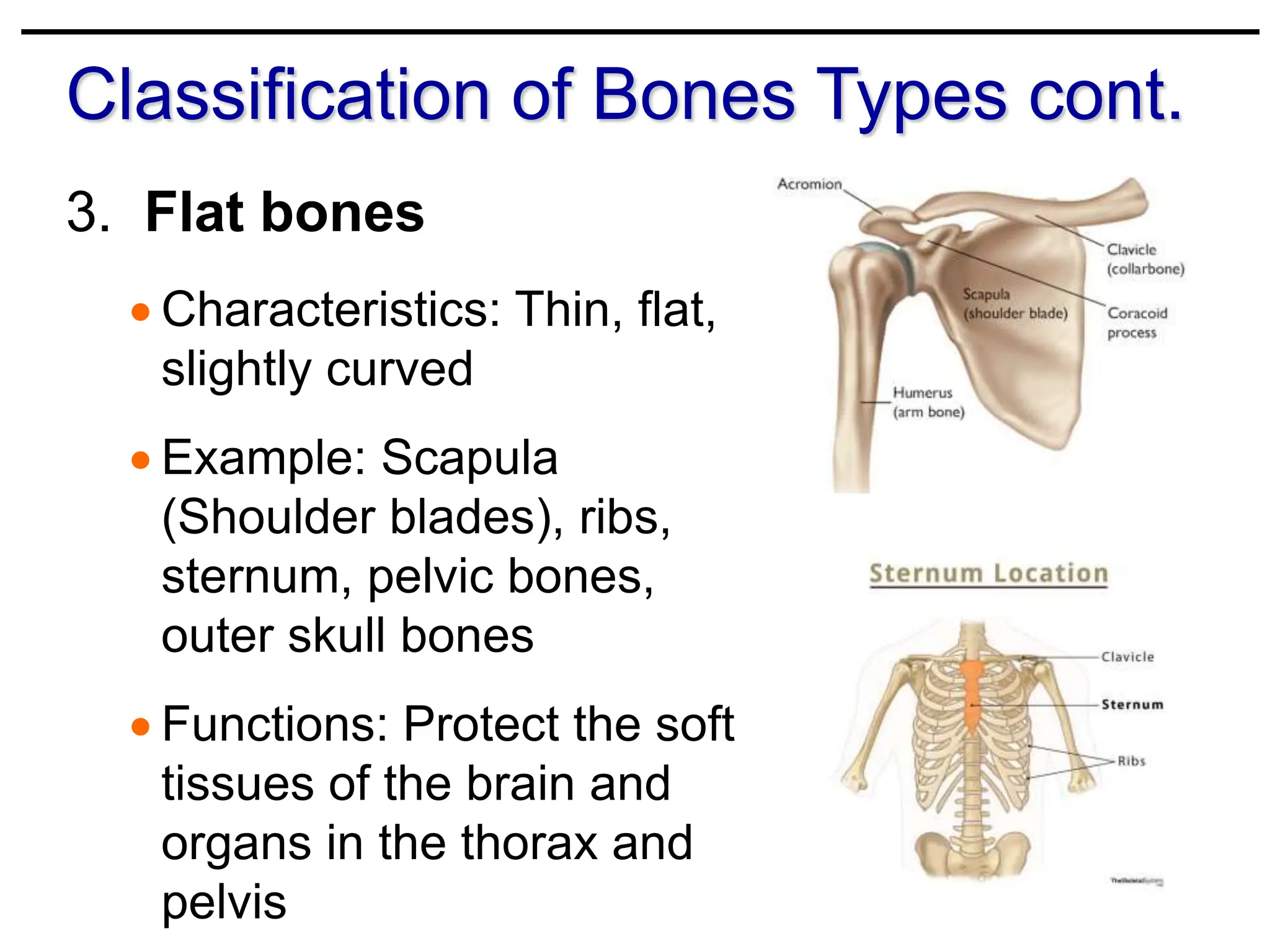 THE SKELETAL SYSTEM - The functions of bone Classification and structures of bones Axial ...