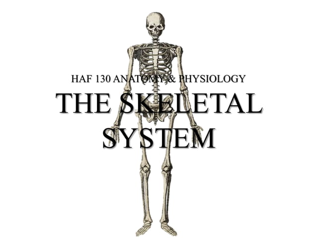 THE SKELETAL SYSTEM - The functions of bone Classification and structures of bones Axial ...