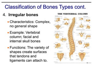 THE SKELETAL SYSTEM - The functions of bone Classification and ...