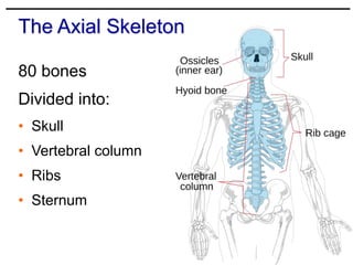 THE SKELETAL SYSTEM - The functions of bone Classification and structures of bones Axial ...
