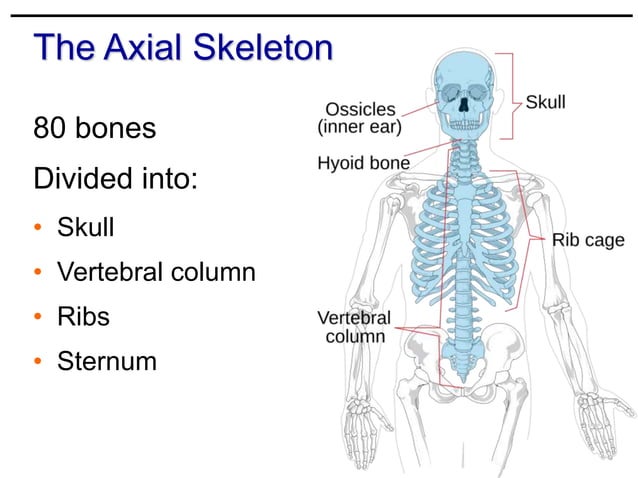 THE SKELETAL SYSTEM - The functions of bone Classification and structures of bones Axial ...