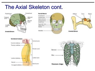 THE SKELETAL SYSTEM - The functions of bone Classification and structures of bones Axial ...
