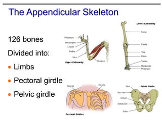 THE SKELETAL SYSTEM - The functions of bone Classification and structures of bones Axial ...