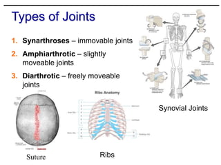THE SKELETAL SYSTEM - The functions of bone Classification and ...