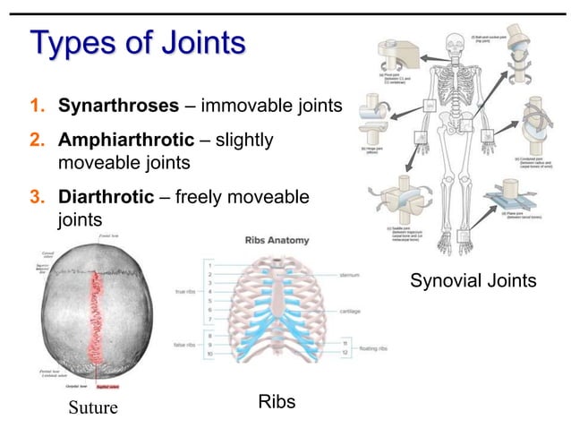 THE SKELETAL SYSTEM - The functions of bone Classification and structures of bones Axial ...