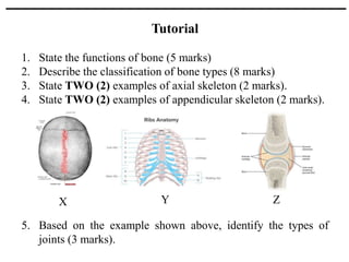 THE SKELETAL SYSTEM - The functions of bone Classification and ...