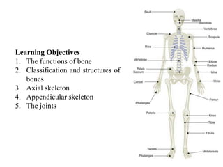 THE SKELETAL SYSTEM - The functions of bone Classification and ...