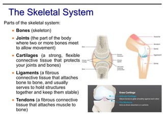 THE SKELETAL SYSTEM - The functions of bone Classification and ...