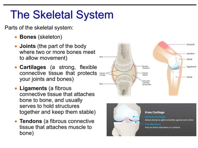THE SKELETAL SYSTEM - The functions of bone Classification and structures of bones Axial ...