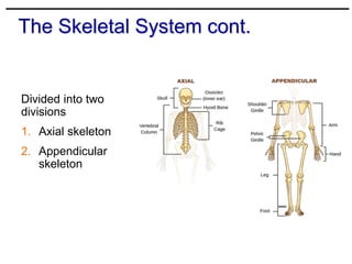 THE SKELETAL SYSTEM - The functions of bone Classification and ...