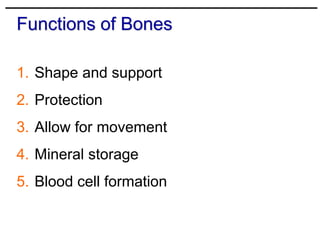THE SKELETAL SYSTEM - The functions of bone Classification and ...