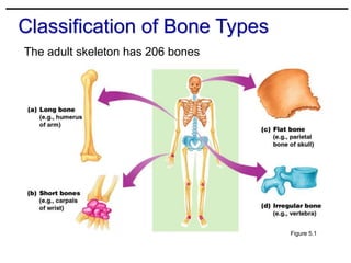 THE SKELETAL SYSTEM - The functions of bone Classification and structures of bones Axial ...