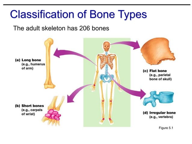 THE SKELETAL SYSTEM - The functions of bone Classification and structures of bones Axial ...