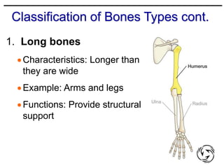 THE SKELETAL SYSTEM - The functions of bone Classification and ...