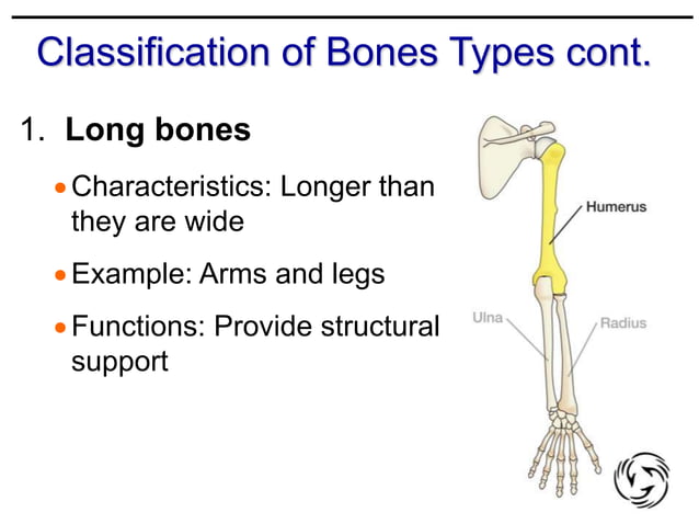 THE SKELETAL SYSTEM - The functions of bone Classification and ...