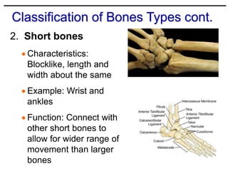 THE SKELETAL SYSTEM - The functions of bone Classification and ...