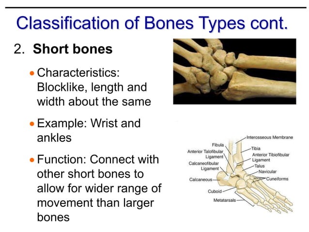 THE SKELETAL SYSTEM - The functions of bone Classification and ...