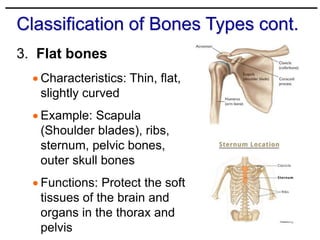 THE SKELETAL SYSTEM - The functions of bone Classification and structures of bones Axial ...