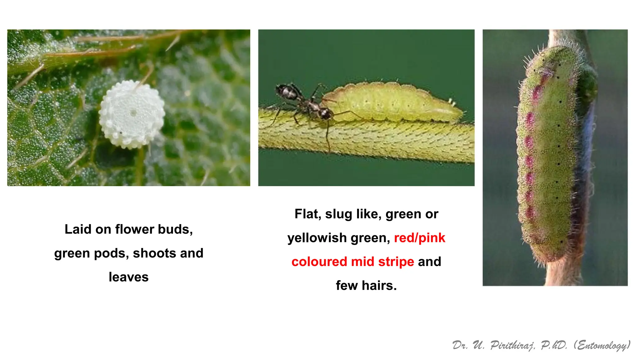 Pests of Redgram_Identification, Binomics_Dr.UPR