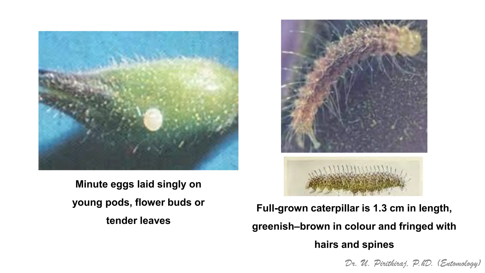 Pests of Redgram_Identification, Binomics_Dr.UPR