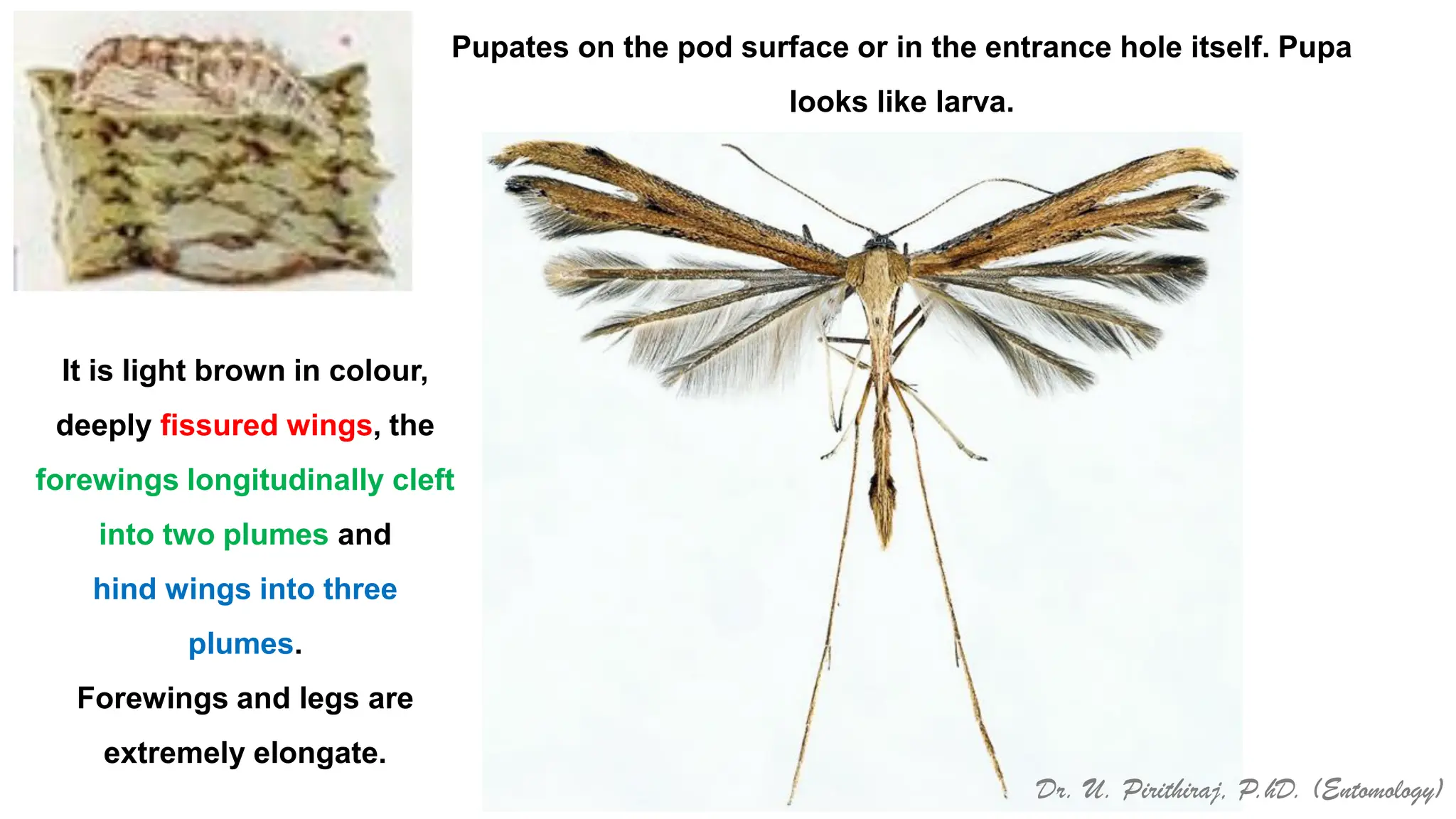 Pests of Redgram_Identification, Binomics_Dr.UPR