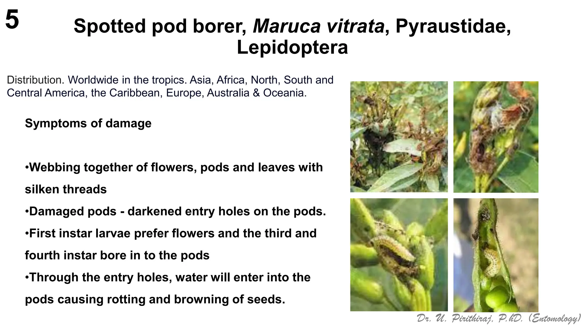 Pests of Redgram_Identification, Binomics_Dr.UPR