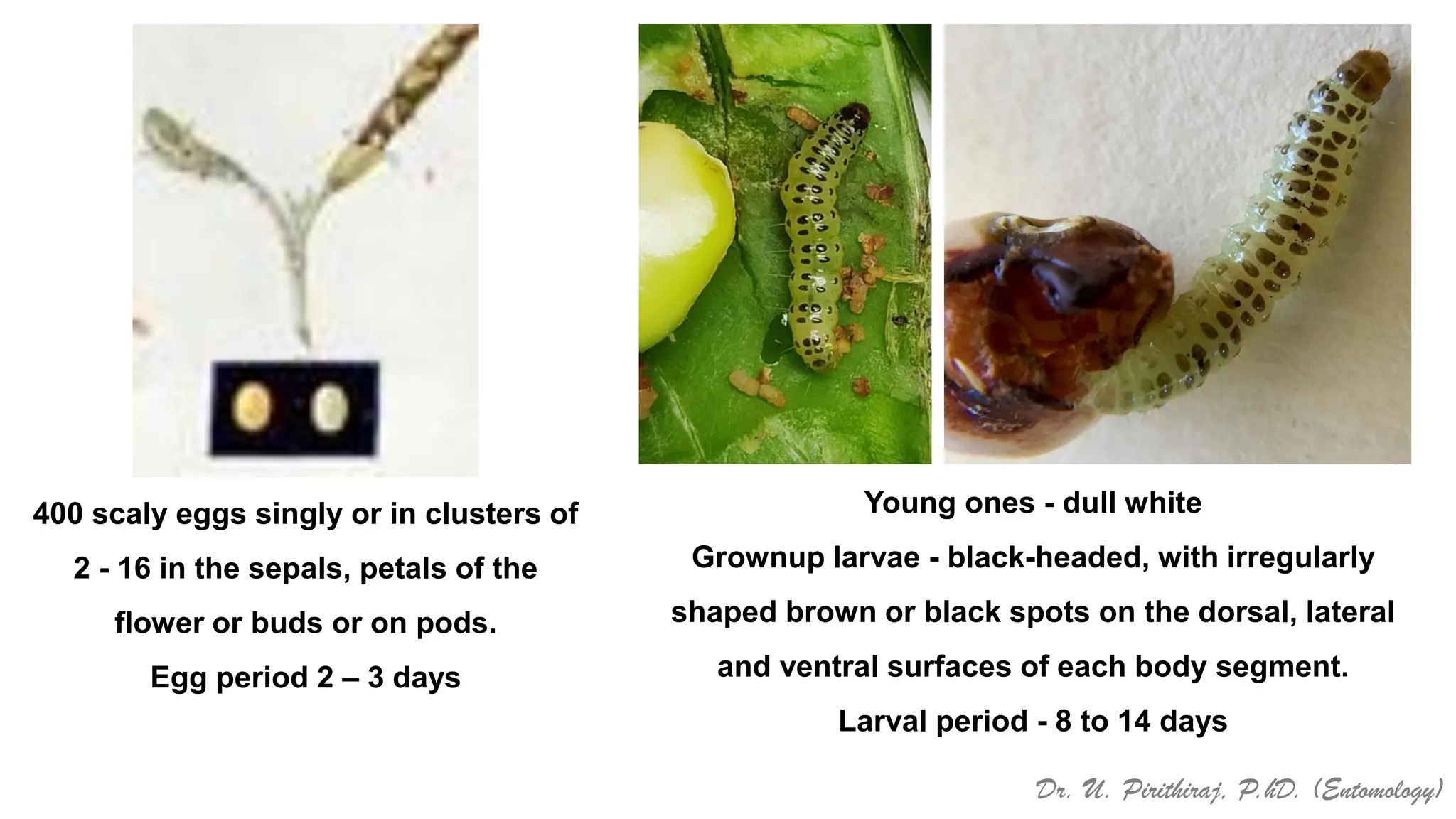 Pests of Redgram_Identification, Binomics_Dr.UPR