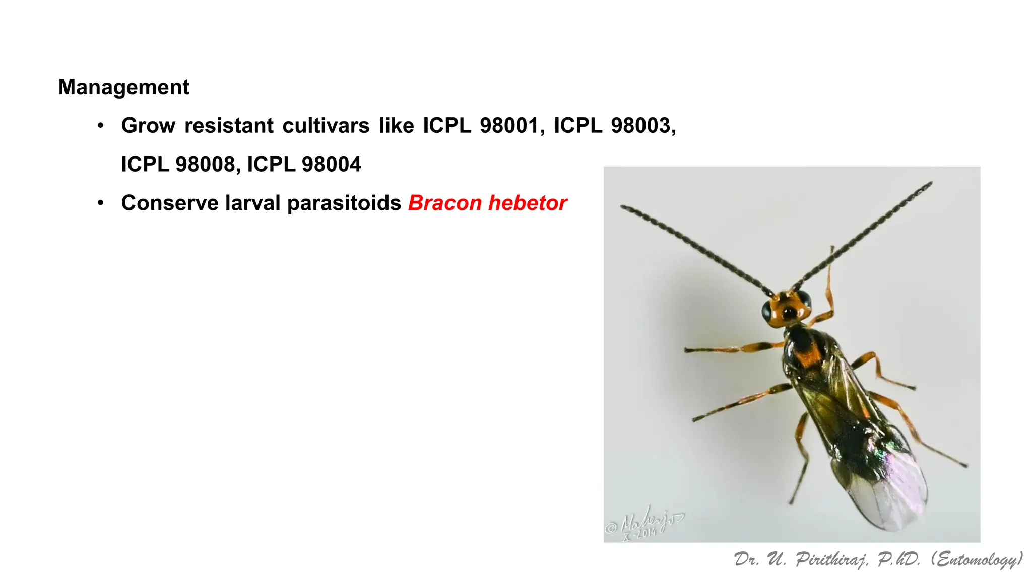 Pests of Redgram_Identification, Binomics_Dr.UPR