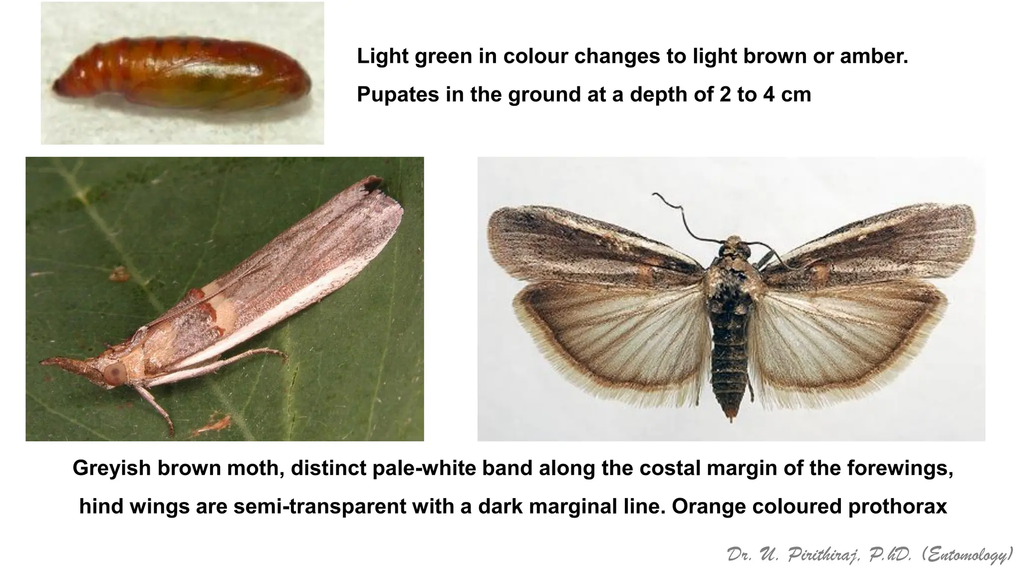 Pests of Redgram_Identification, Binomics_Dr.UPR