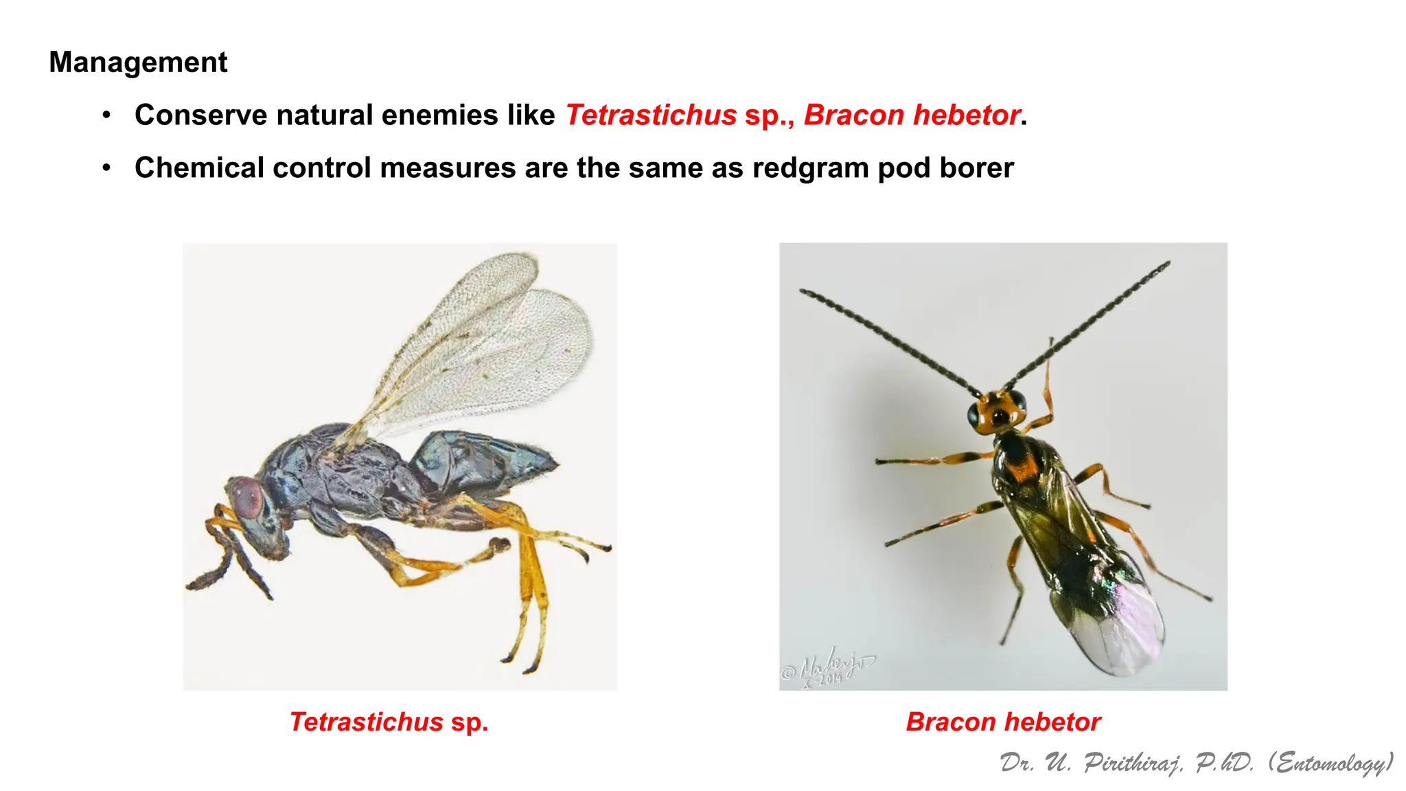 Pests of Redgram_Identification, Binomics_Dr.UPR