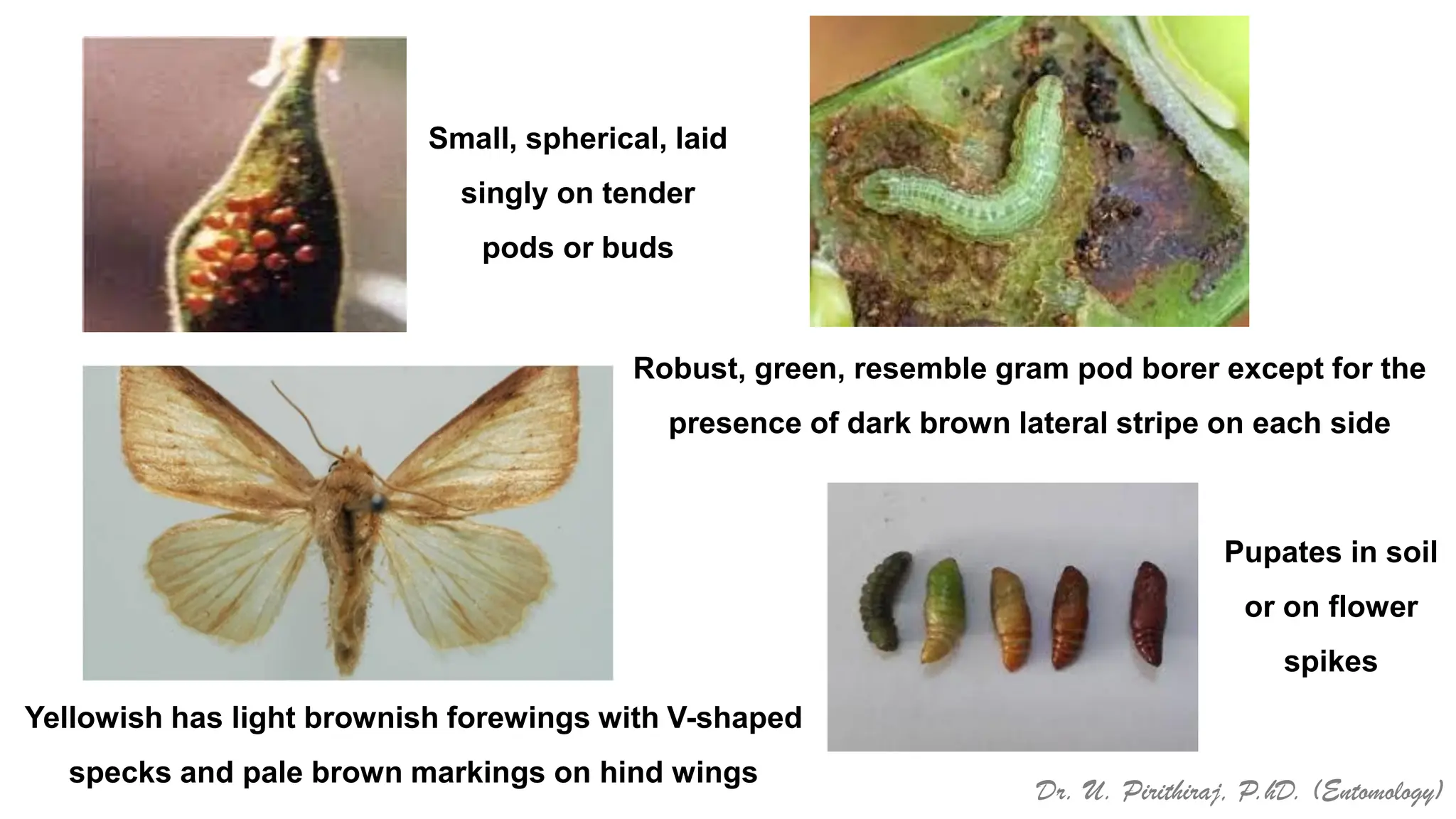 Pests of Redgram_Identification, Binomics_Dr.UPR