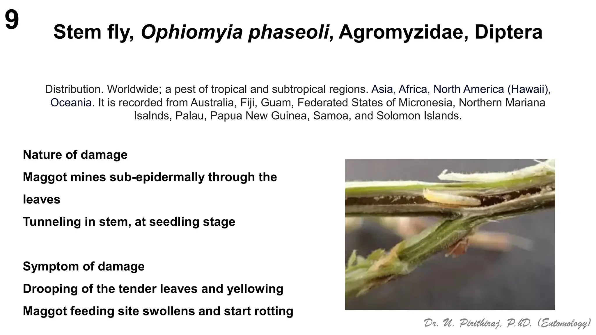 Pests of Redgram_Identification, Binomics_Dr.UPR
