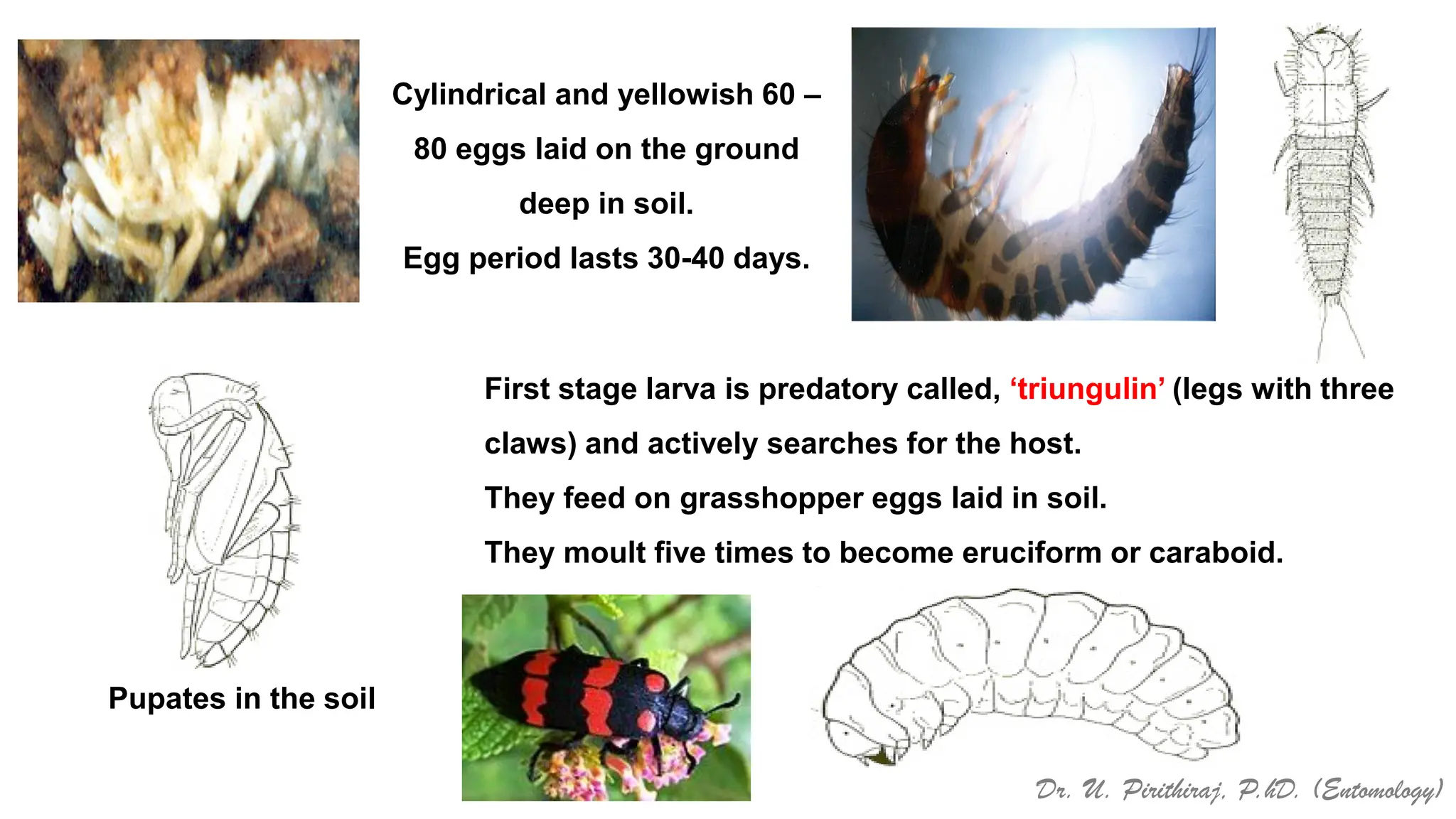 Pests of Redgram_Identification, Binomics_Dr.UPR