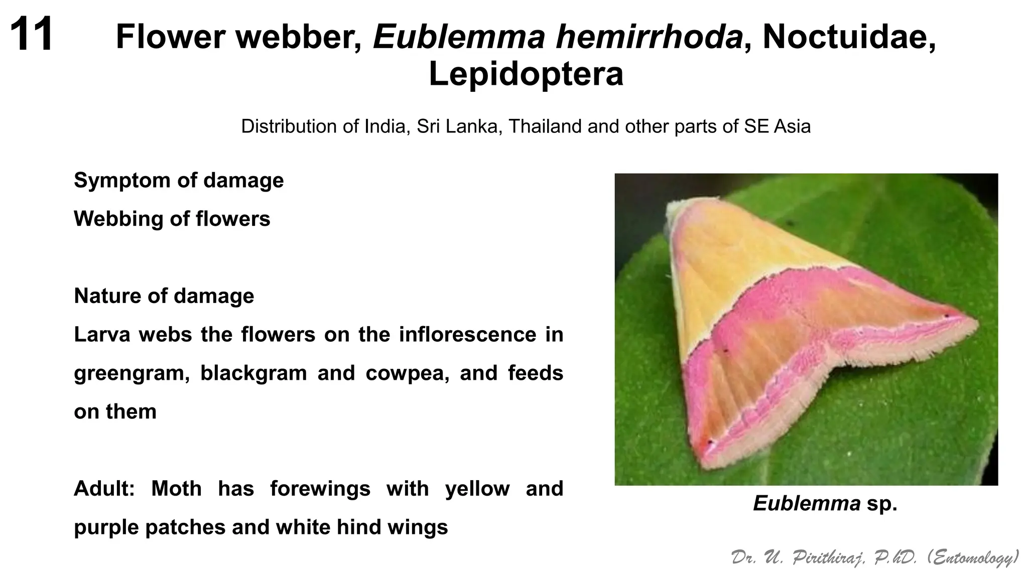 Pests of Redgram_Identification, Binomics_Dr.UPR