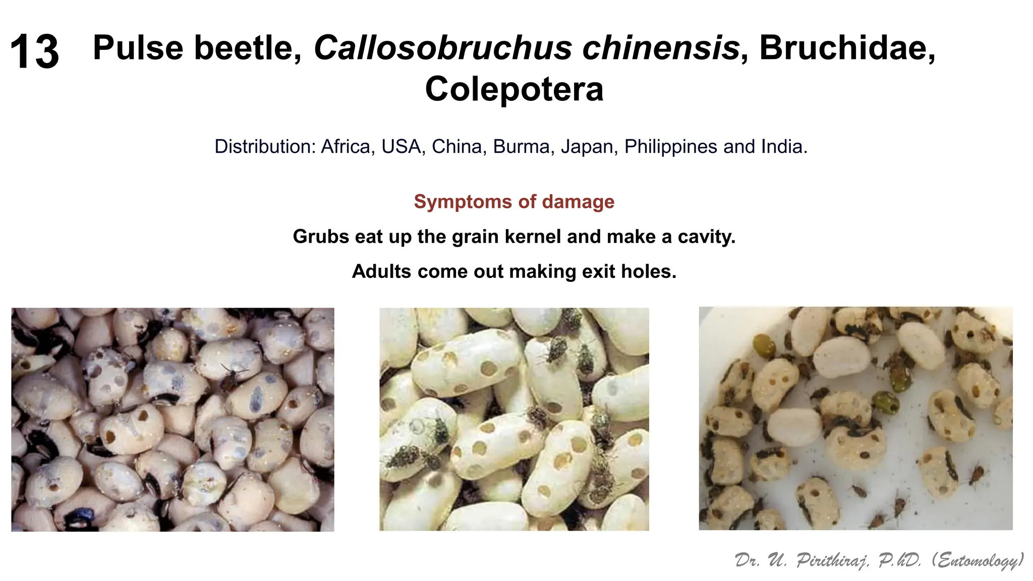Pests of Redgram_Identification, Binomics_Dr.UPR