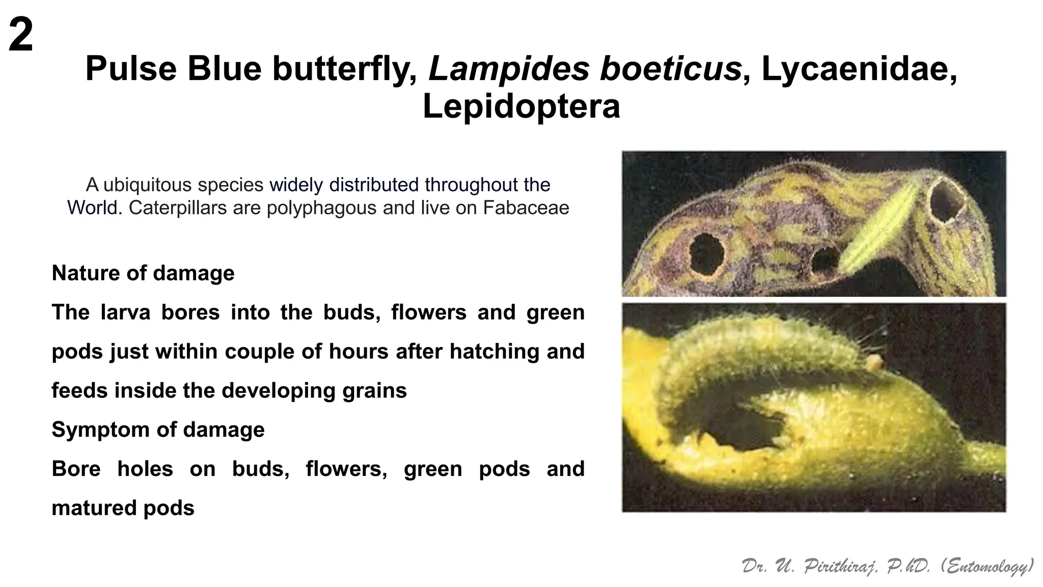 Pests of Redgram_Identification, Binomics_Dr.UPR | Gardening | Home ...