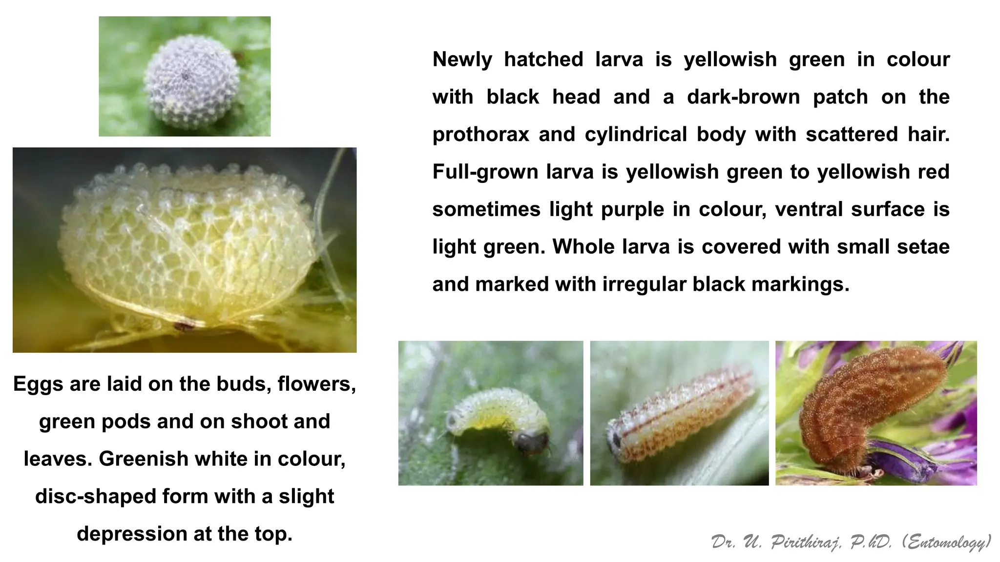 Pests of Redgram_Identification, Binomics_Dr.UPR