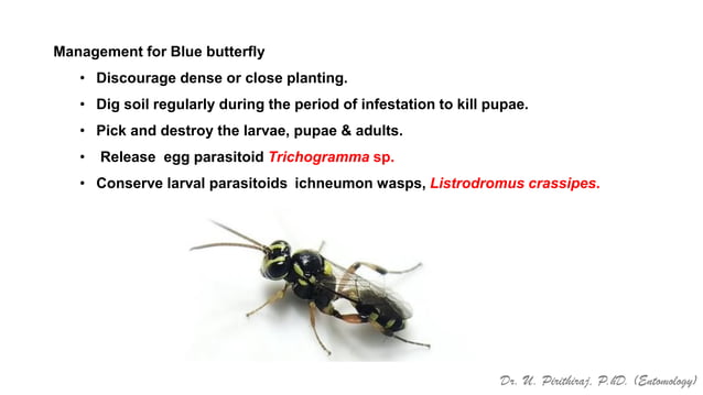 Pests of Redgram_Identification, Binomics_Dr.UPR | Gardening | Home ...