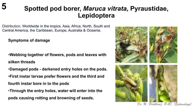 Pests of Redgram_Identification, Binomics_Dr.UPR | Gardening | Home ...