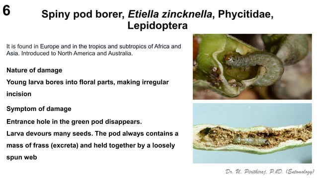 Pests of Redgram_Identification, Binomics_Dr.UPR | Gardening | Home ...