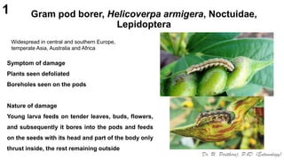 Pests of Redgram_Identification, Binomics_Dr.UPR
