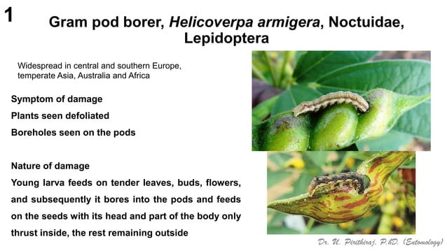 Pests of Redgram_Identification, Binomics_Dr.UPR | Gardening | Home ...