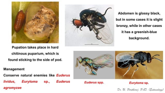 Pests of Redgram_Identification, Binomics_Dr.UPR