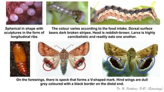 Pests of Redgram_Identification, Binomics_Dr.UPR
