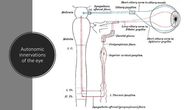 Miotics, Mydriatics, Cycloplegics Used in Ophthalmic Practice | PPTX ...
