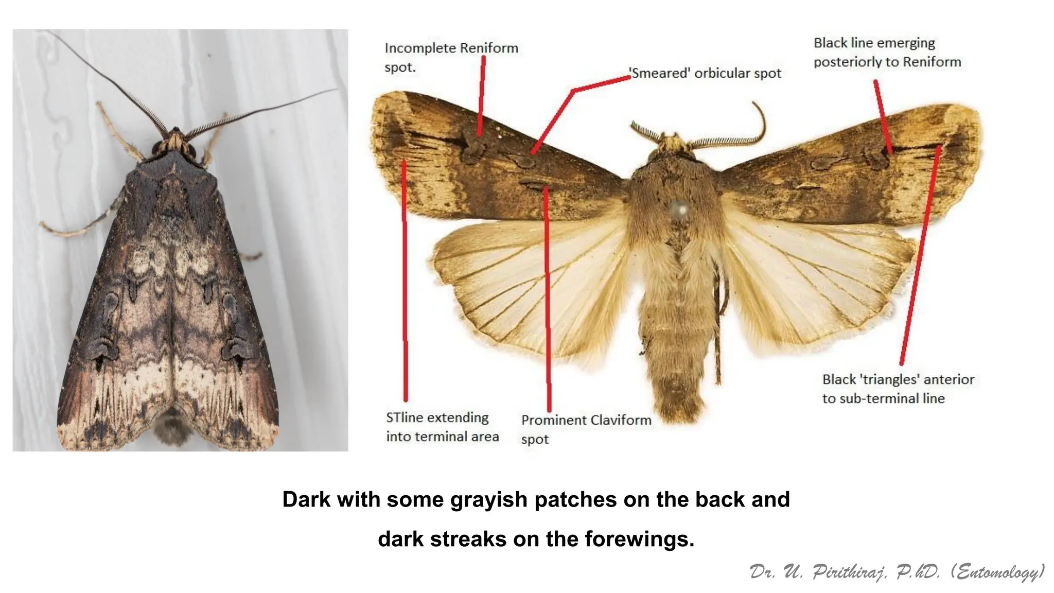 Pests of Bengal gram_Identification_Dr.UPR.pdf