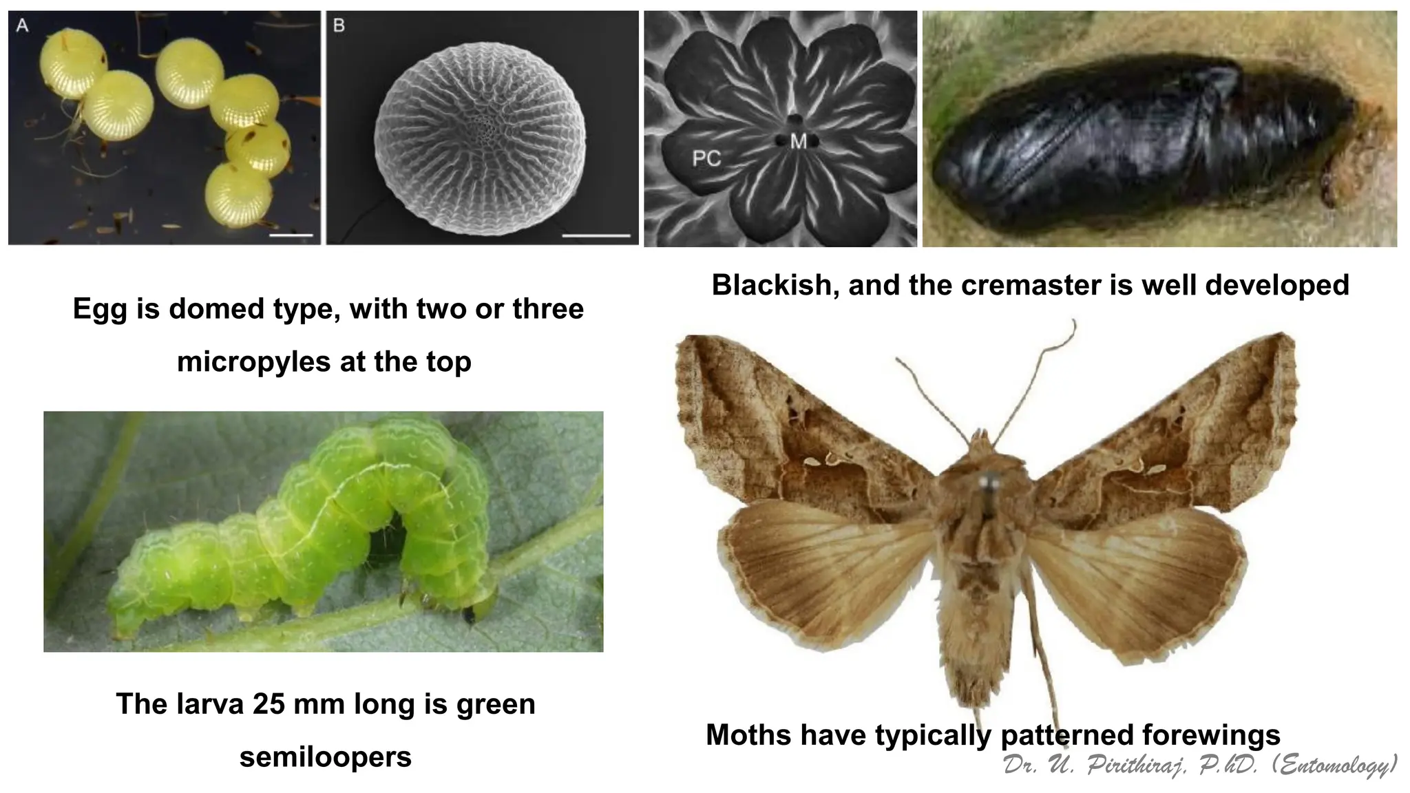 Pests of Bengal gram_Identification_Dr.UPR.pdf
